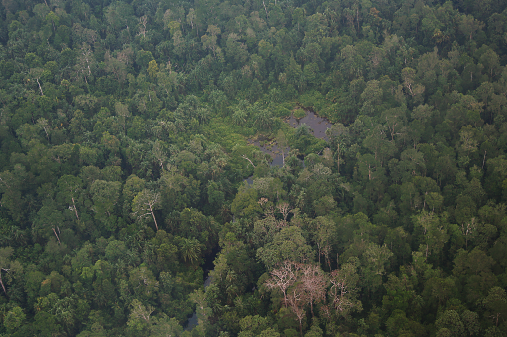 Holistic Strengthening of Wilmar’s NDPE Policy Implementation ...